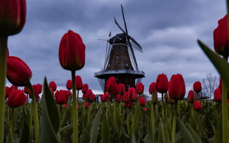 How Did The Dutch Influence American Towns? - AboutTheNetherlands