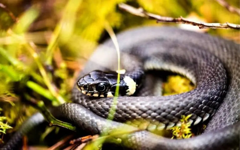 Are There Snakes In The Netherlands? (We Find Out) - AboutTheNetherlands