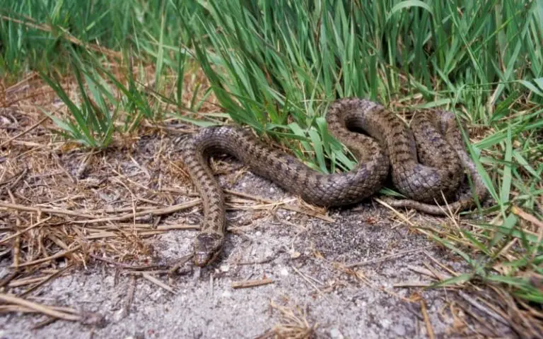 Are There Snakes In The Netherlands? (We Find Out) - AboutTheNetherlands